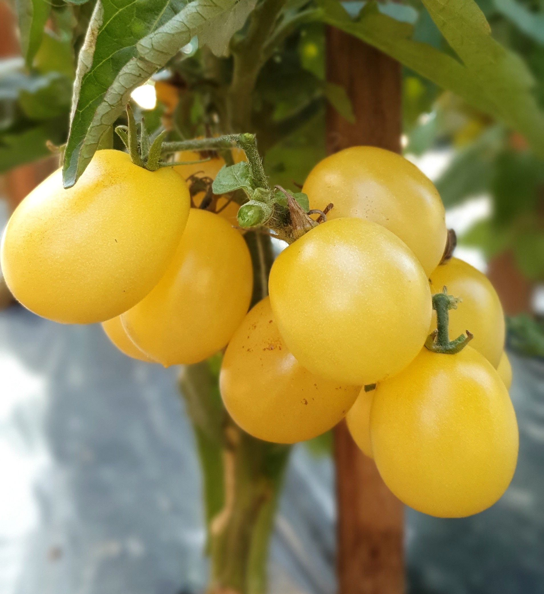 White Tomatoes – Vintage Seed Co.