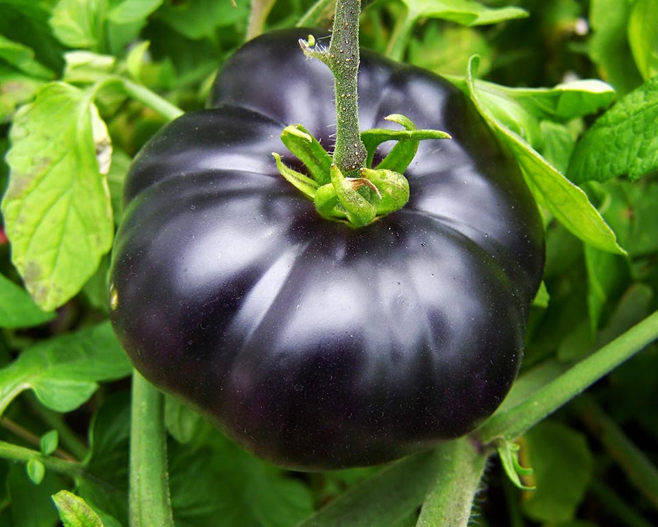 Dark Tomatoes – Vintage Seed Co.