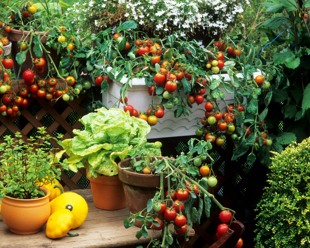 Container Garden – Vintage Seed Co.