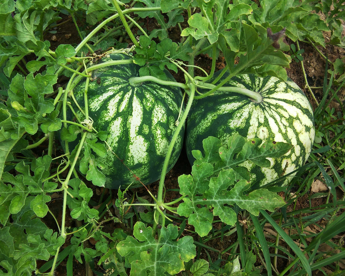 Watermelon: Dixie Queen – Vintage Seed Co.