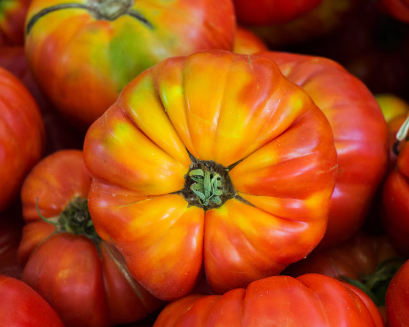 Tomato: Flame – Vintage Seed Co.