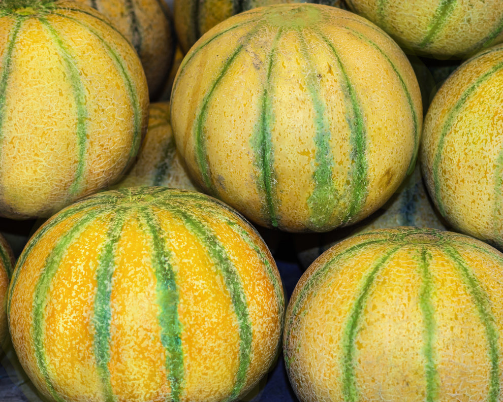 Melon: Ha'Ogen – Vintage Seed Co.