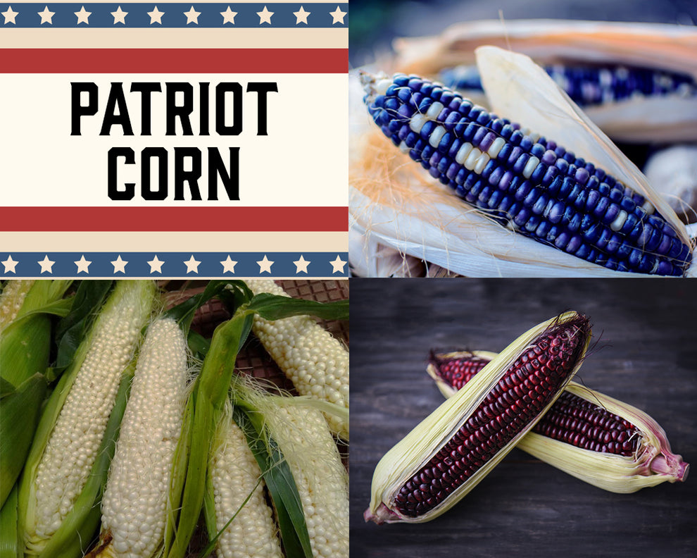 Corn: Patriot Mix – Vintage Seed Co.