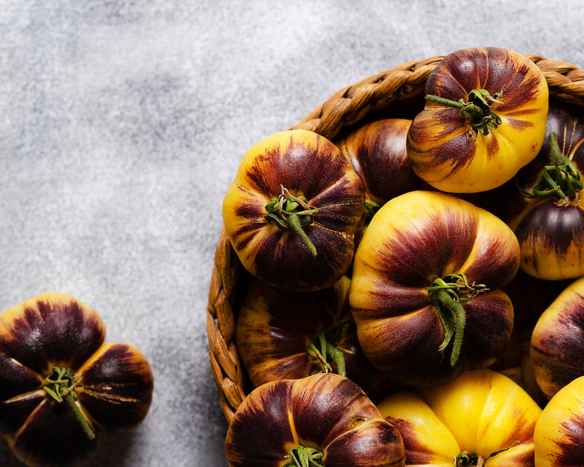 Tomato: Sart Roloise – Vintage Seed Co.