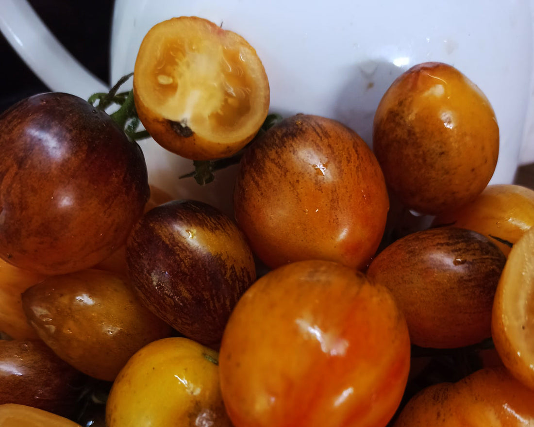 Tomato: Atomic Sunset – Vintage Seed Co.
