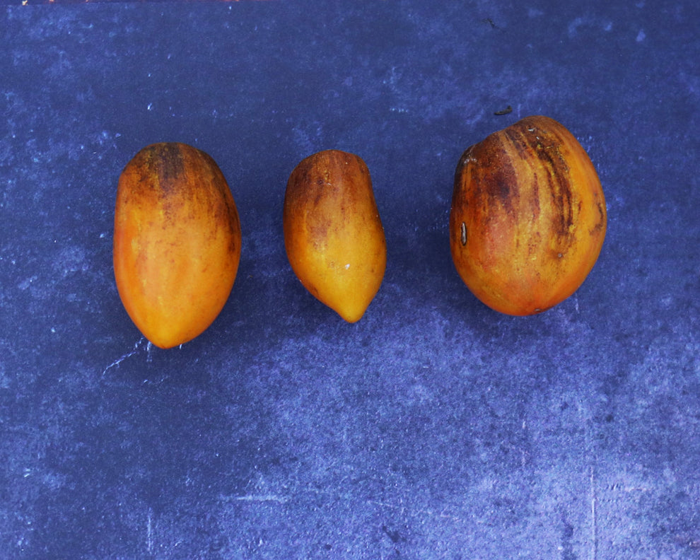 Tomato: Atomic Sunset – Vintage Seed Co.