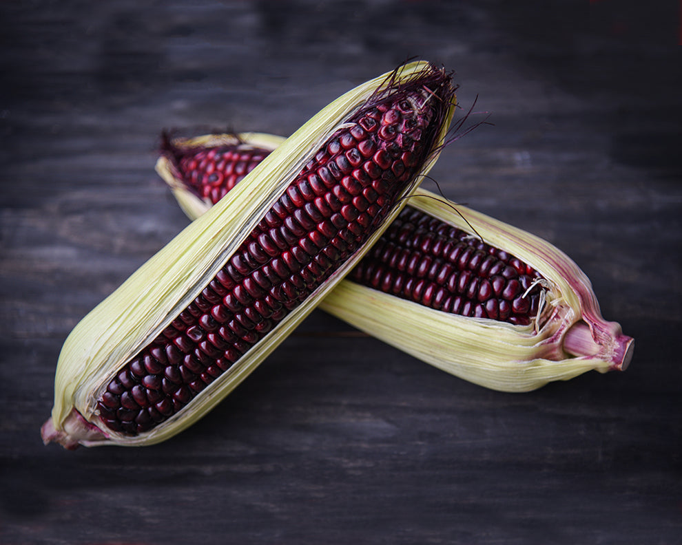Corn: Bloody Butcher – Hand Me Down Farms