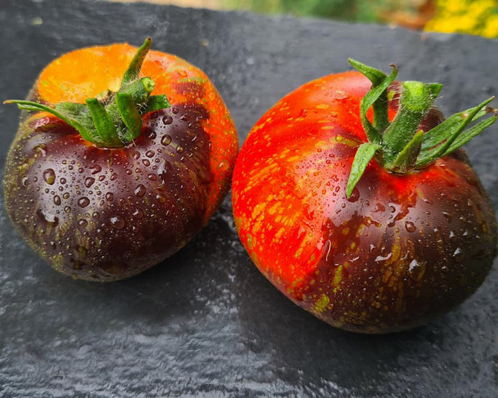 Tomato: Blue Fire – Vintage Seed Co.