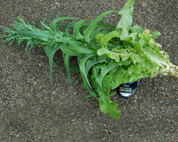 Celtuce: Spring Tower *Discontinue* – Vintage Seed Co.