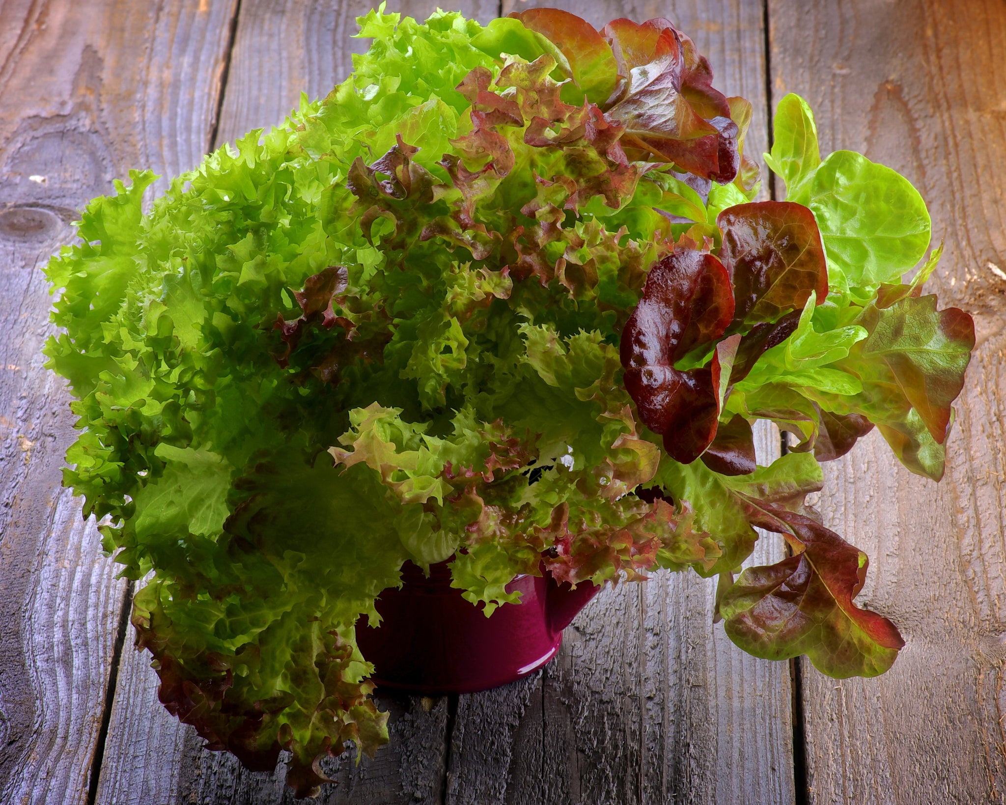 Lettuce: Gourmet Mix *Overstock* – Vintage Seed Co.