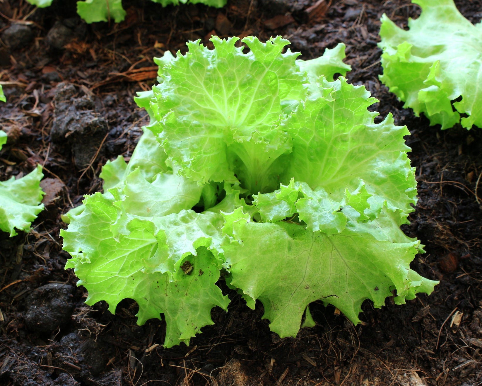 Lettuce: Green Ice – Hand Me Down Farms