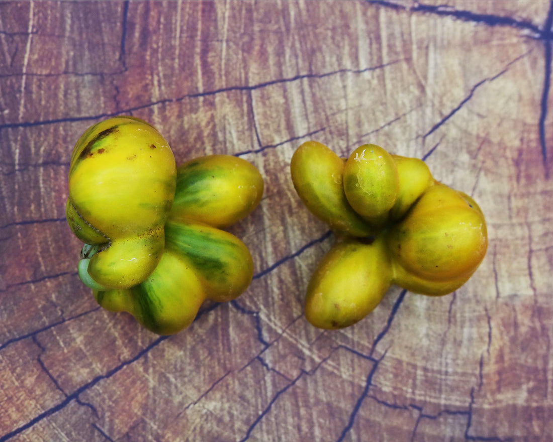 Tomato: Phil's Two – Vintage Seed Co.