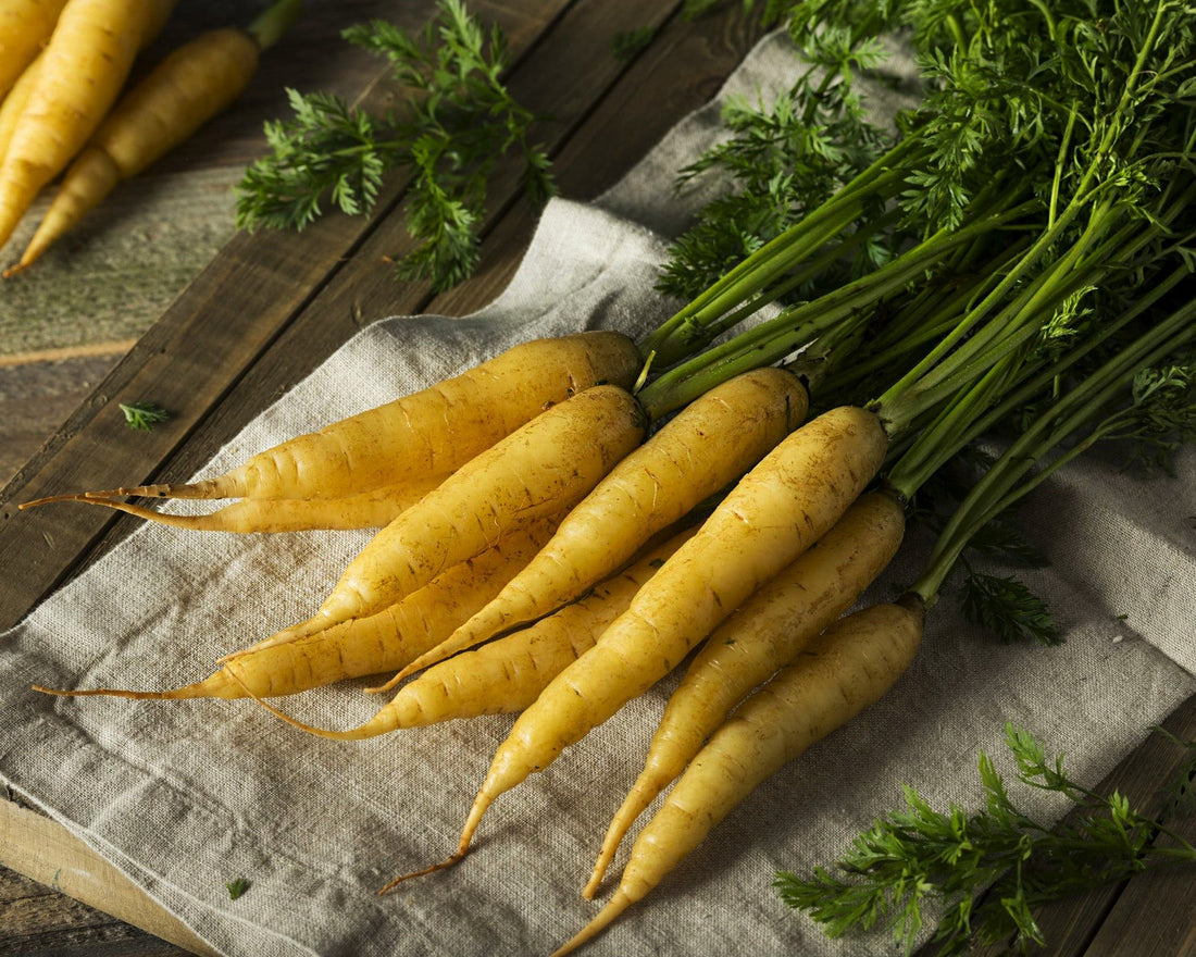 Carrot: Solar Yellow – Vintage Seed Co.
