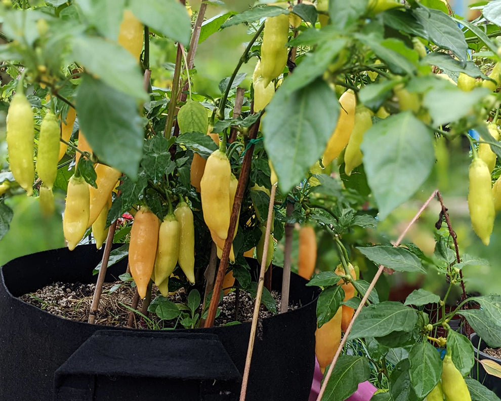 Pepper, Hot: Sugar Rush Peach – Vintage Seed Co.