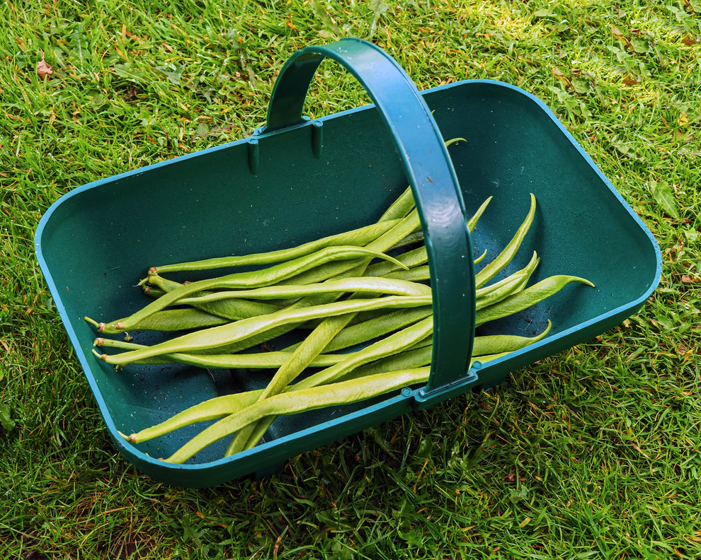 Bean, Runner: White Half – Vintage Seed Co.